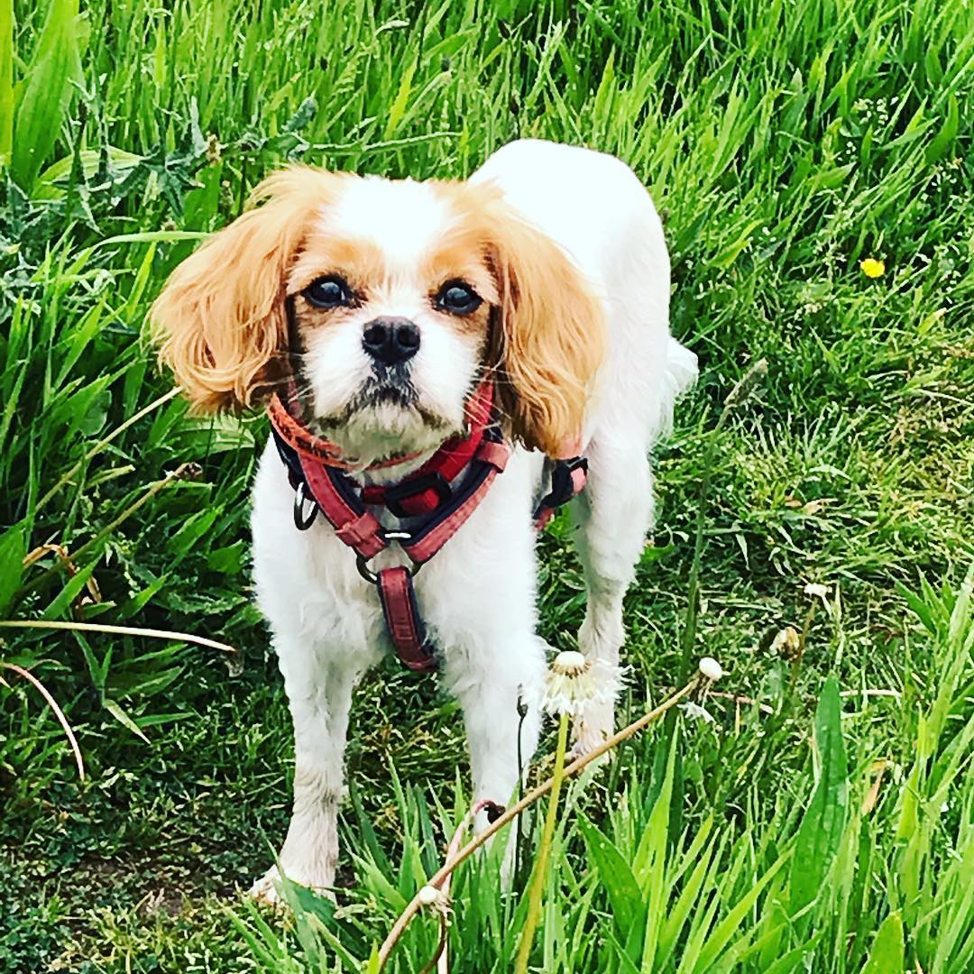 Dog Medication Administration - WICKHAM WALKIES